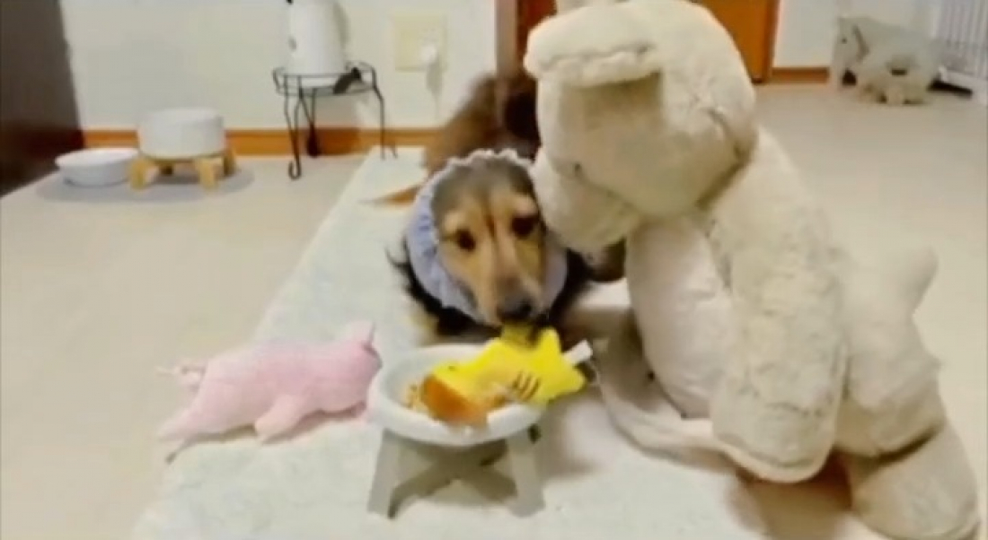 Cachorrinho encanta as redes sociais ao compartilhar ração com ursinhos ...